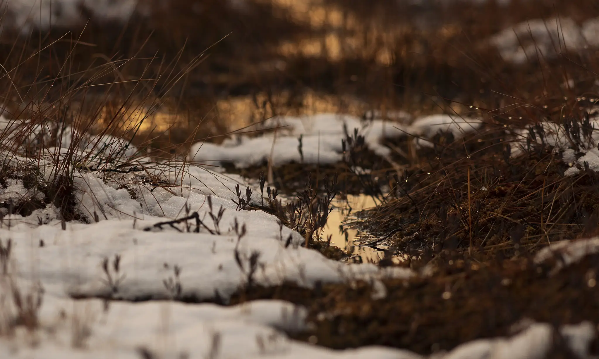 Baltic Circle -festivaali ennallistaa suota Ähtärissä - LuoTo